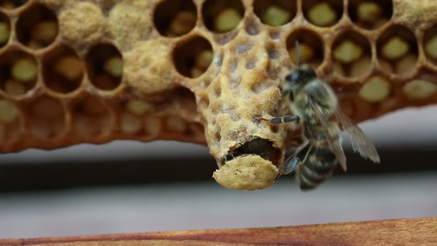 Birth of Queen Bee. Young Stock Footage Video (100% Royalty-free ...