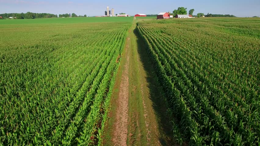 Rows of corn crops with barn image - Free stock photo - Public Domain ...
