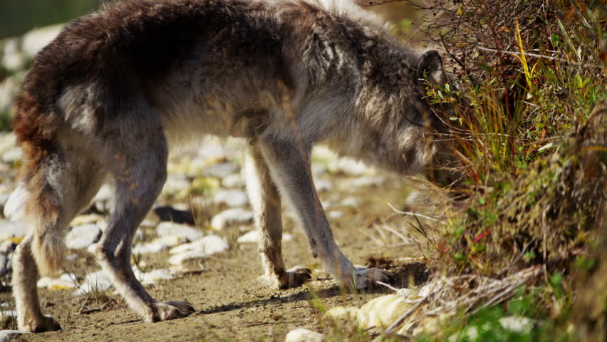 Lone Wolf Hunting Outdoors in Stock Footage Video (100% Royalty-free ...