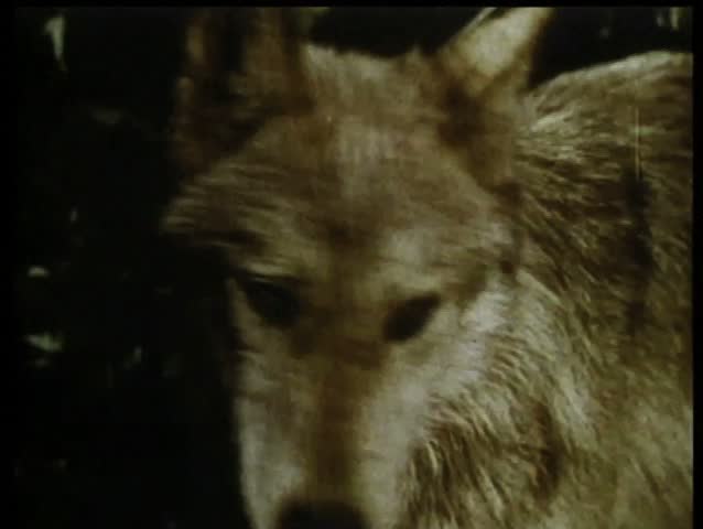 Wolves Play Fighting in Jungle Stock Footage Video (100% Royalty-free ...