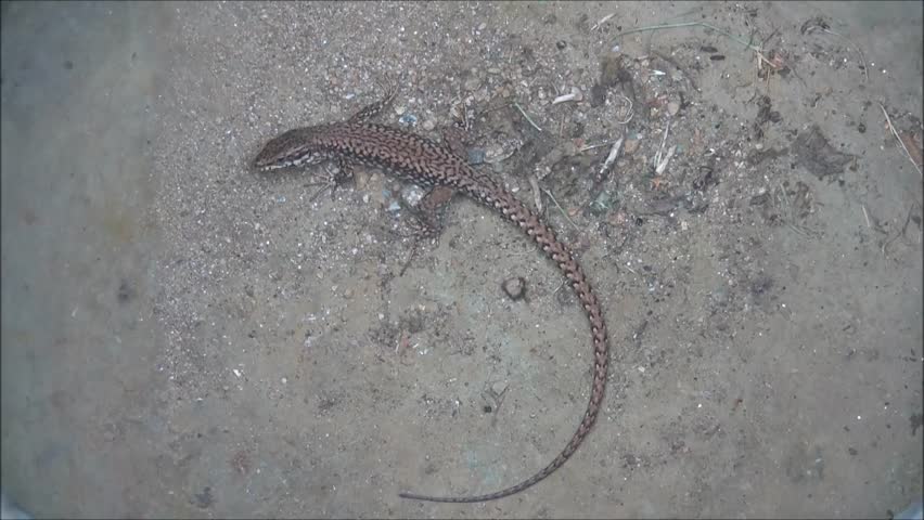 Spathidium Feeding On Motile Spirilla Bacteria. A Good View Of The ...