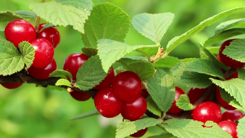 Colorful Korean Downy Mountain Chinese Bush Cherry Berries. Focus On ...