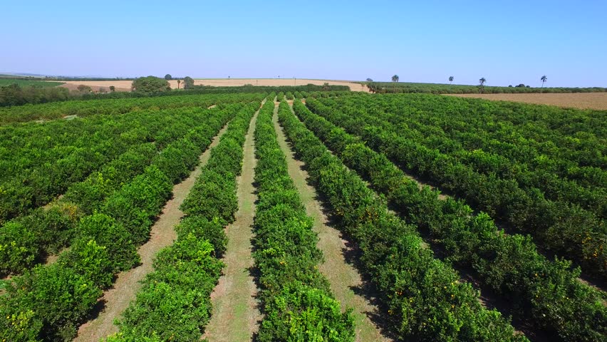 Orange Plantation Aerial View In Sao Paulo State - Brazil Stock Footage ...