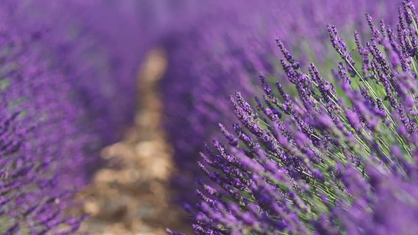 Beautiful Blooming Lavender Flowers Swaying In The Wind. Close Up. SLOW ...