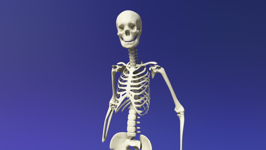 Realistic Human Skeleton 360 View With Loop Stock Footage Video 2771846 ...