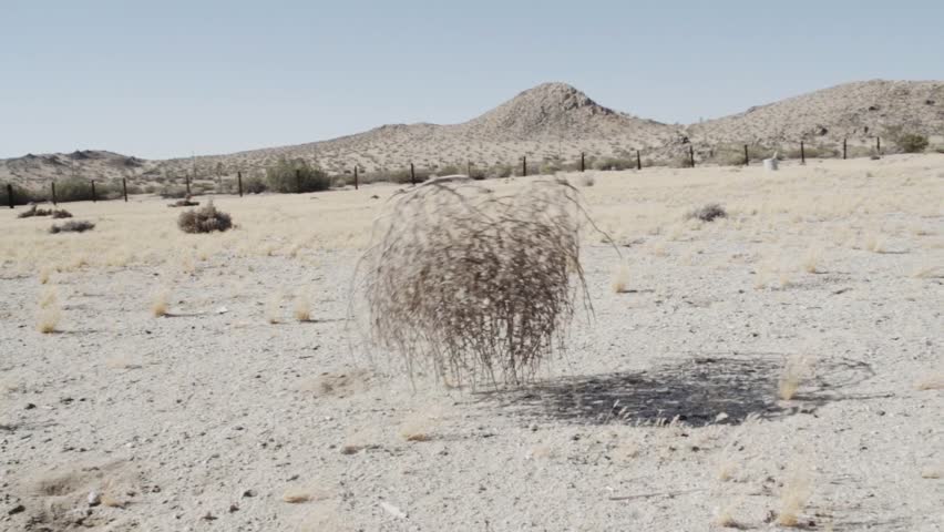 Desert Tumbleweed