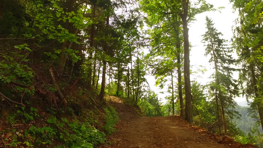 Dangerous Path In The Green Forest. Stock Footage Video 19812157 ...