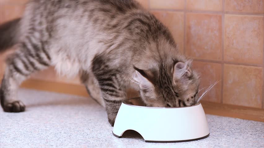 Kitty Run To Food And Eating Stock Footage Video 9836762 | Shutterstock