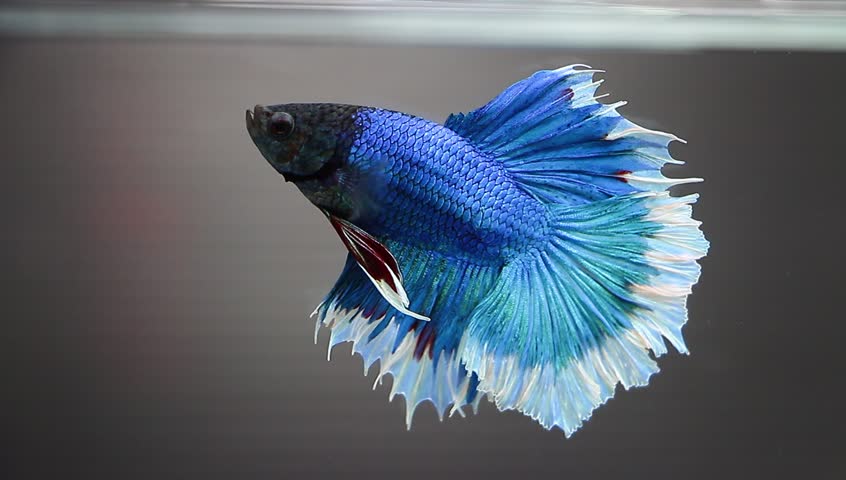 Beautiful Blue Color Half Moon Betta Fish Or Siamese Fighting Fish ...