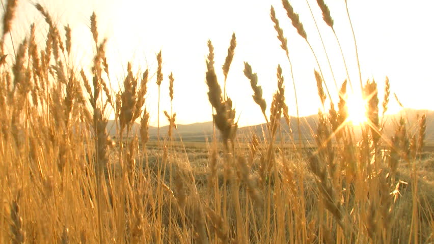 Sunshine Star Flare Flickering Through Windy Tree Leaves At Sunset ...