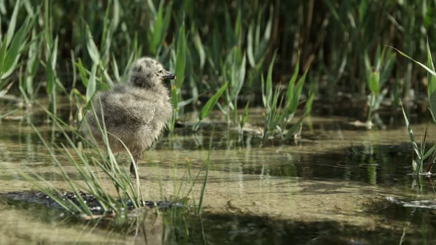 Backside of a seagull image - Free stock photo - Public Domain photo ...