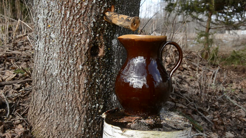 Sweet and Fresh Maple Sap Stock Footage Video (100% Royalty-free ...