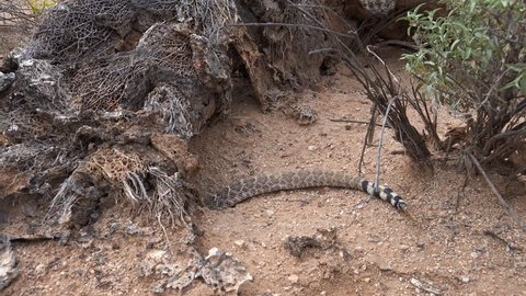 Ground Rattler Stock Video Footage - 4K and HD Video Clips | Shutterstock