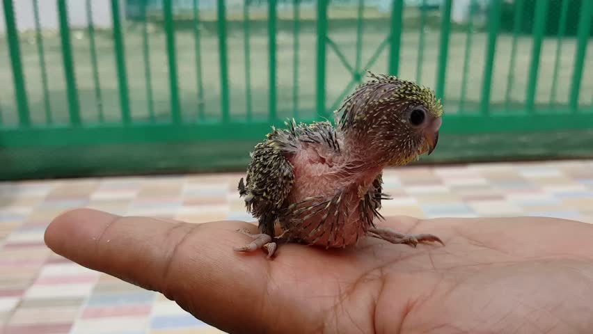 Hand Holding a Baby Bird Stock Footage Video (100% Royalty-free ...