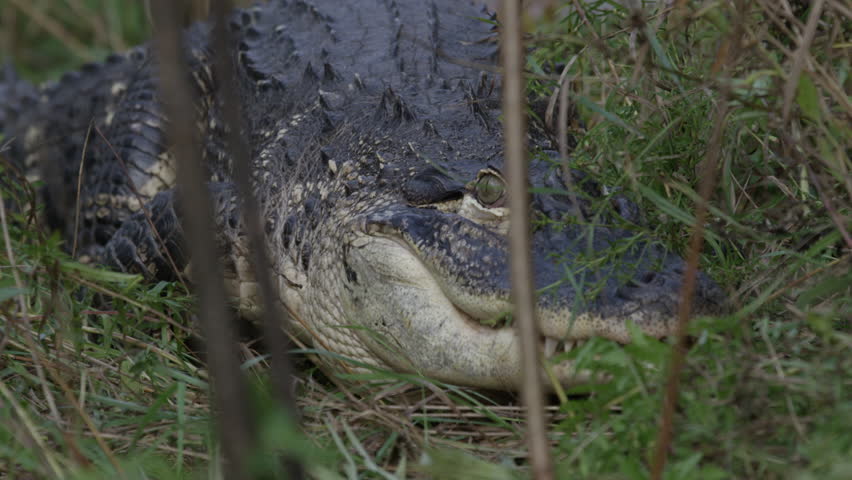 Alligator Predator Stalking Through the Stock Footage Video (100% ...