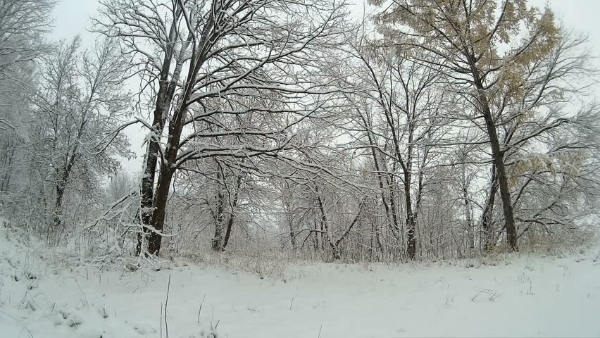 Snowfall In The Winter Forest. Winter Theme Footage. Snow Falling ...