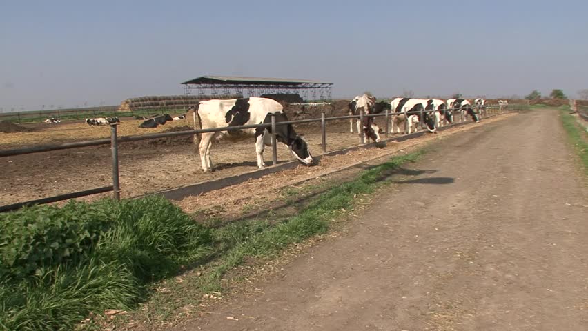 Stock Video Clip of Cow farm with lots of open area | Shutterstock