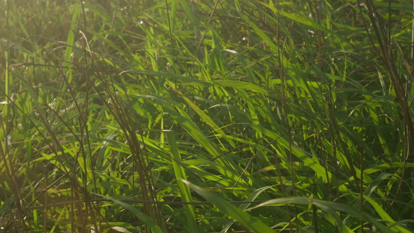 Overgrown With Bushes, Swampy Pond, Bushes, Swaying Narrow Leaves ...