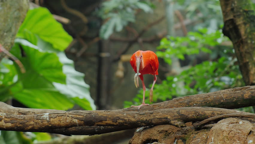 Several Beautiful Red Ibis Fighting Stock Footage Video (100% Royalty ...