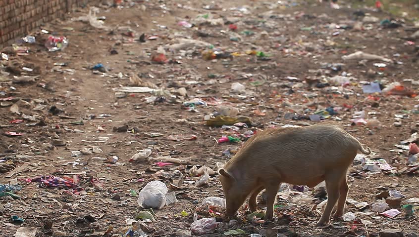 Pigs Are Seen Alongside People And Feeding On Garbage On April 13, 2014 ...