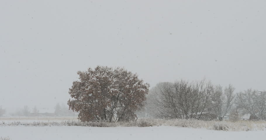 Snow Storm Blizzard Rural Farm Tree Close. First Winter Storm And ...