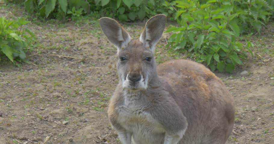 Kangaroo's Face Close Up. The Animal Is Chewing, Feeding, Nibbling A ...