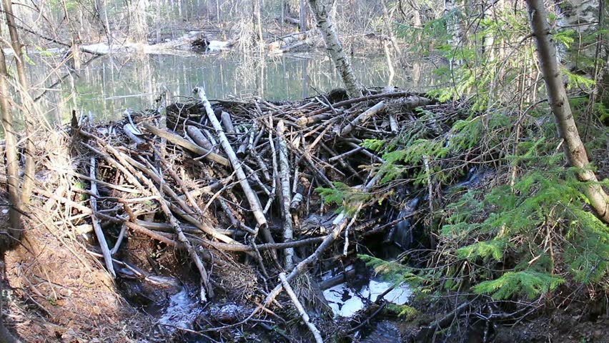 Stream and bush landscape image - Free stock photo - Public Domain ...