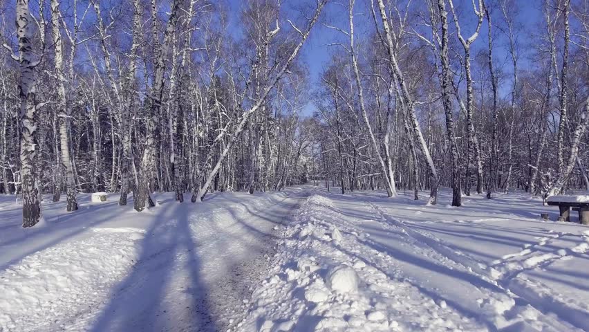 CINEMAGRAPH, 4k, Falling Snow In The Winter Forest, Loop Stock Footage ...