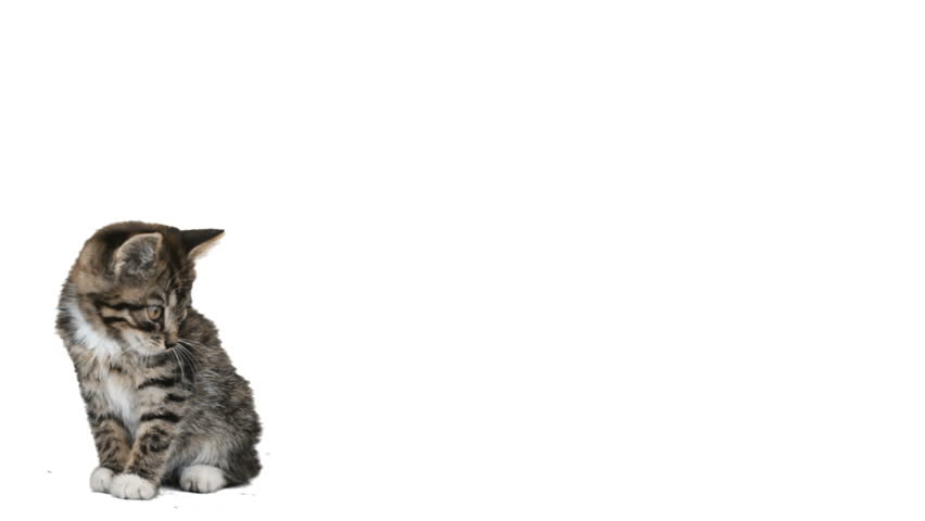 Cat Clapping Paws, Asking For Food, Looks Away Disappointed Stock ...