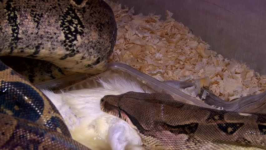 Large Constrictor Snake Eating White Rat, Closeup Shot Stock Footage ...