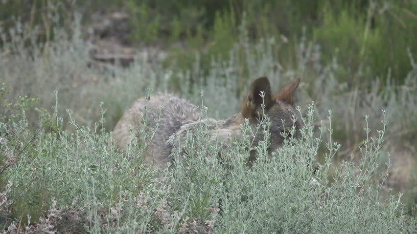 Stock video of front view of wolf getting up | 22628110 | Shutterstock