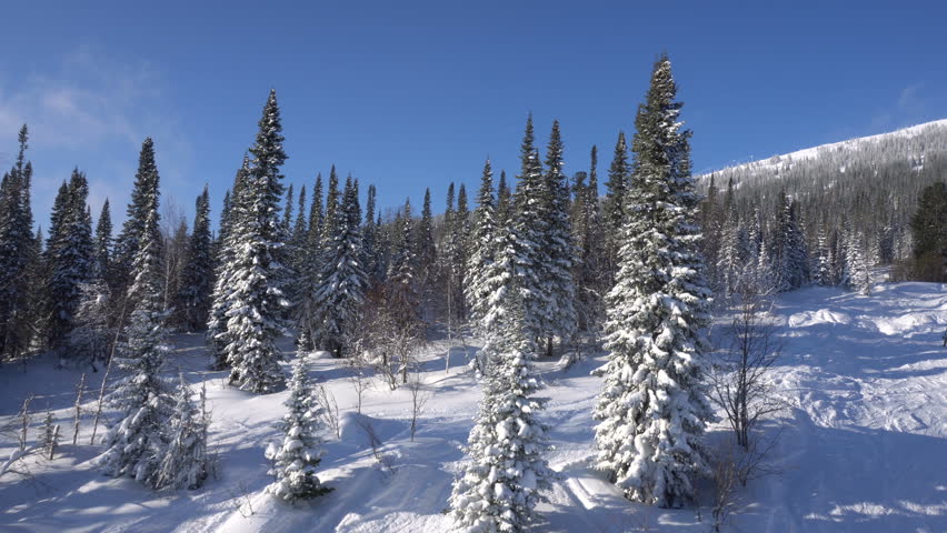 Snow Alaska Trees Mountain. Forrest Covered In Snow With Sunlight ...