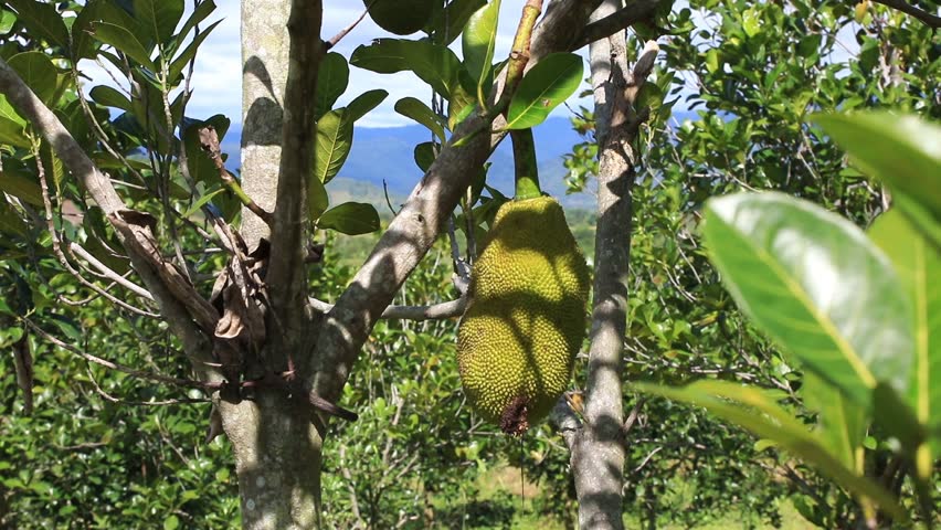 A Single Jackfruit Hangs On Stock Footage Video (100% Royalty-free ...