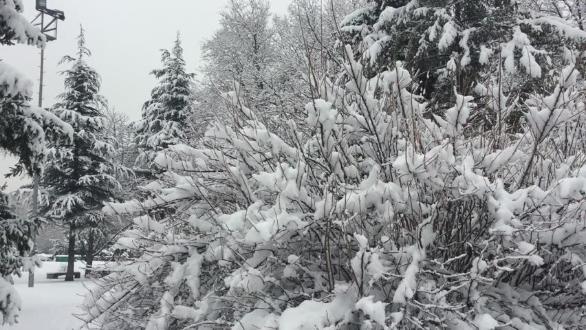 Alaska Trees Snowfall. Trees Collecting Snow During Snowfall In The ...