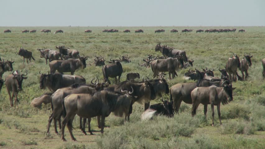 Large Herd Of Wildebeest And Zebra On The Move. Running. Stock Footage ...