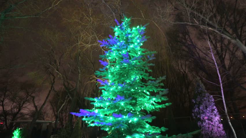 Tall Christmas Tree with lights image - Free stock photo - Public ...