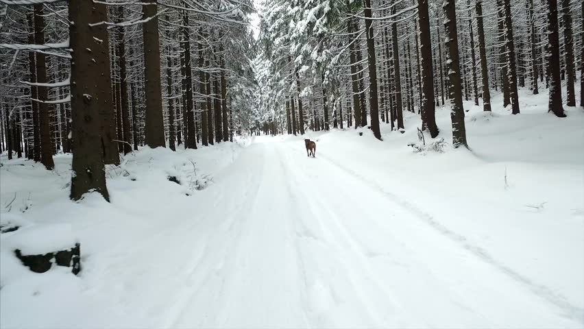 On a Winter Stroll. Handheld Stock Footage Video (100% Royalty-free ...