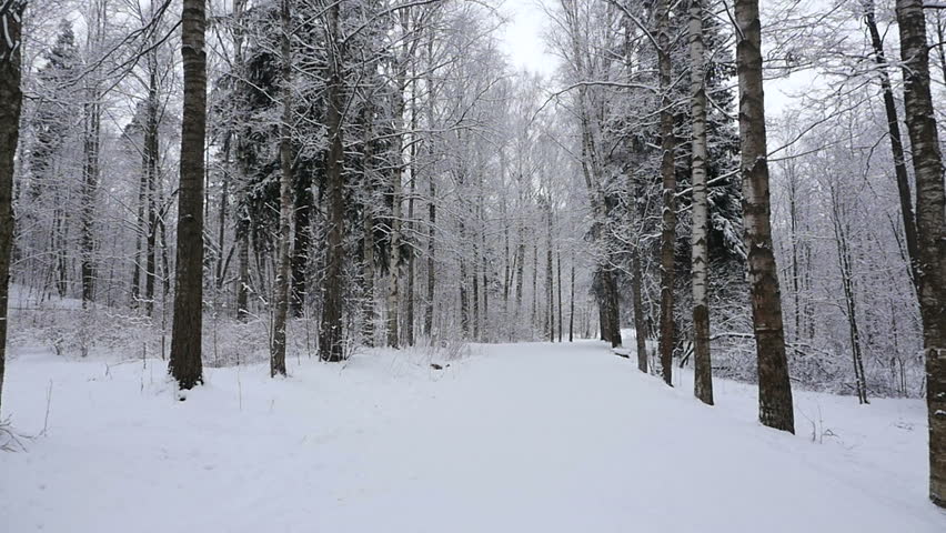 Alaska Snowfall Trees. Trees Covered In Snow After A Blizzard In Alaska ...