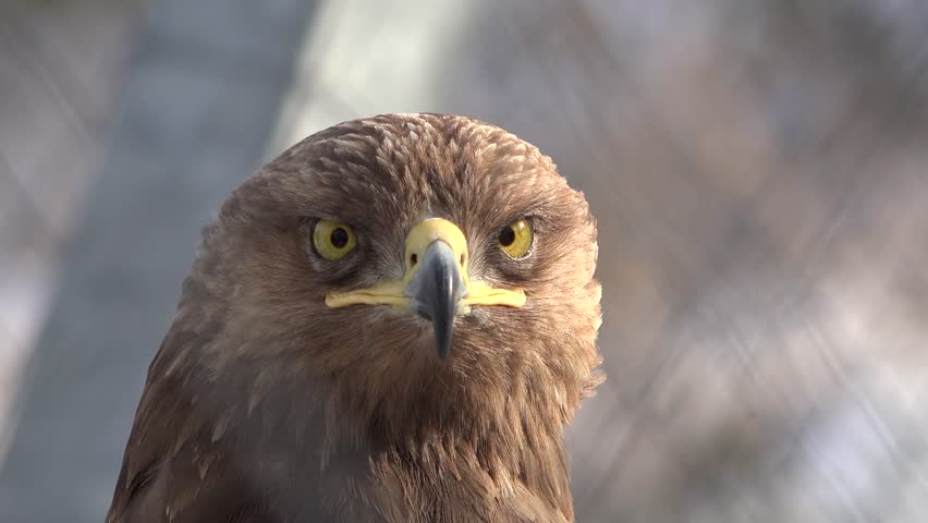 Golden Eagle headshot - Aquila chrysaetos image - Free stock photo - Public Domain photo - CC0 ...