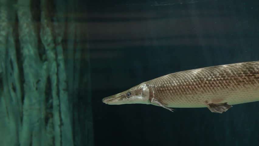 Golden Barb Or Golden Dwarf Barb In Aquarium. The Golden Barb Or Golden ...