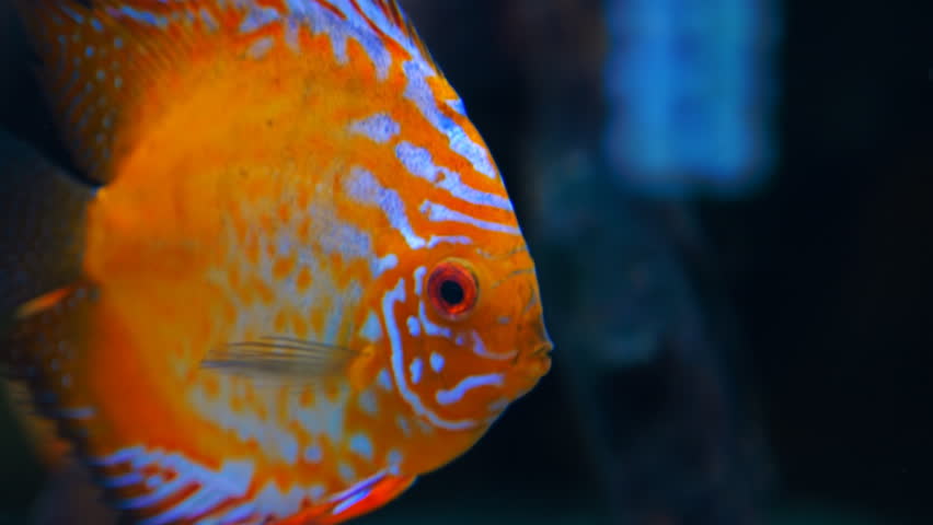 Exotic Tropical Fish Swimming In An Aquarium Stock Footage Video ...