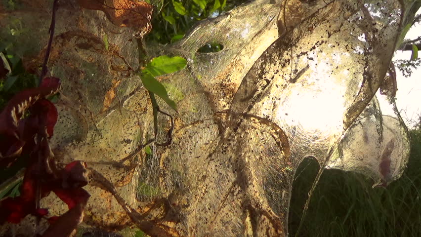 Larvae Worm Cocoon Infestation On Stock Footage Video (100% Royalty ...