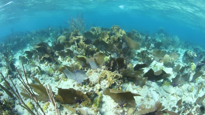 Gorgonians Wave Gently Back And Forth As They Grow On A Shallow Coral ...