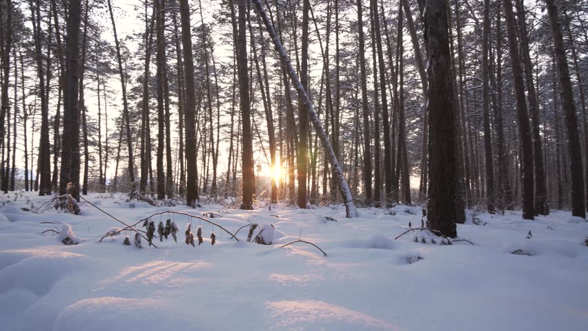 Alaska Snowfall Trees. Trees Covered In Snow After A Blizzard In Alaska ...