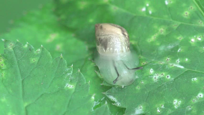Snail in Spider Web image - Free stock photo - Public Domain photo ...