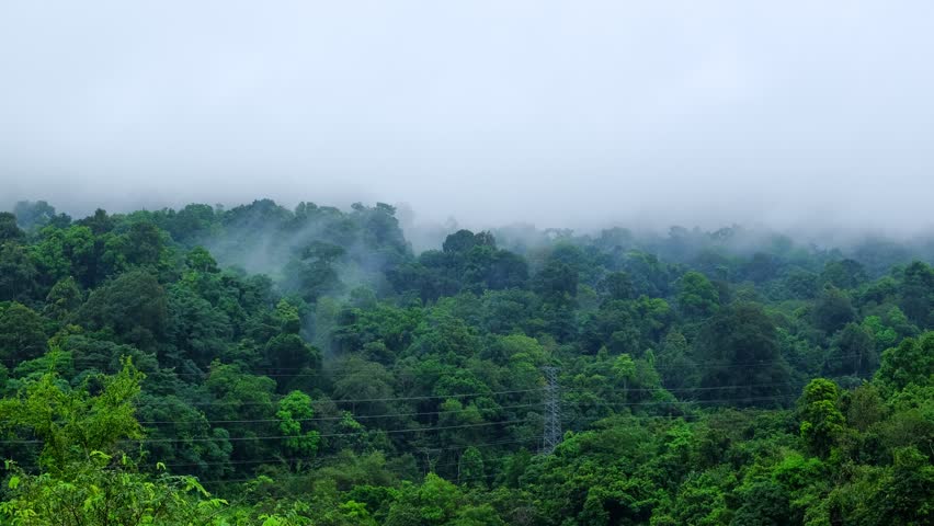 The Evaporation Of Moisture In The Rain-forest Of Africa. Flying Over ...