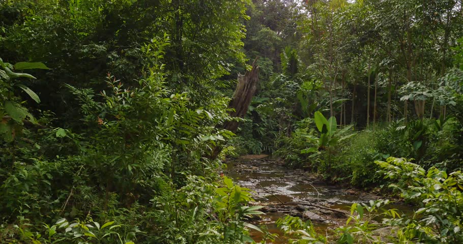 POV Walk Through Rainforest Path, Glide Shot, Exotic Plants Around ...