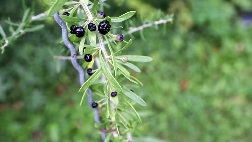 「Fruits Black Goji (lycium Ruthenicum)」の動画素材（完全ロイヤリティフリー）24534290 ...