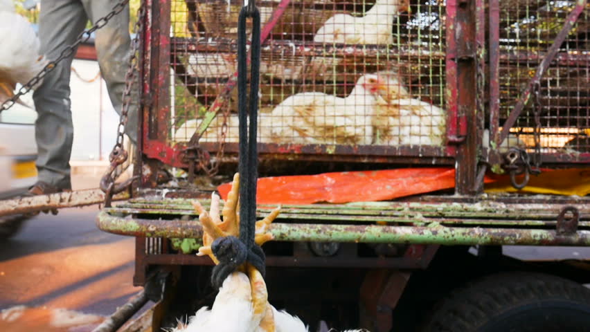 Chickens Transport in Cramped Cage Stock Footage Video (100% Royalty ...