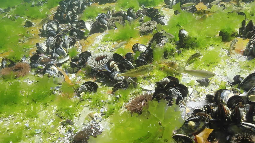 Ornate Green Klipfish Swimming Among Algae And Mussels In A Rock Pool ...
